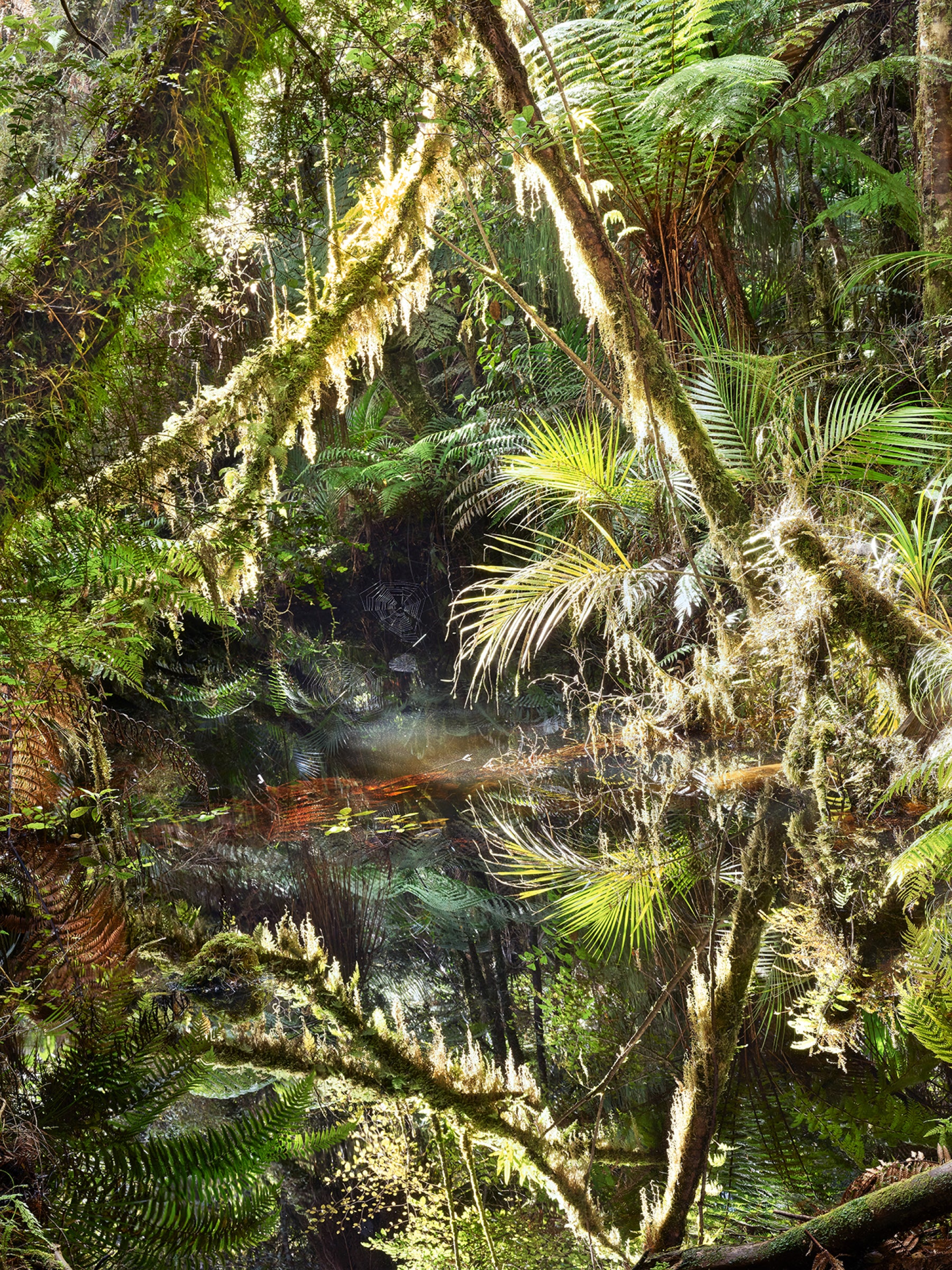 Deep in the Jungle – Heritage Gallery